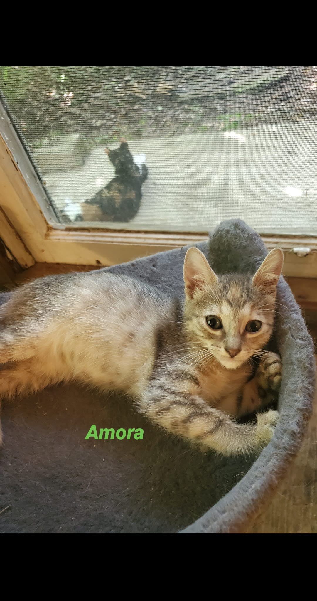 Adoptable Cats - NWA Community Cat Project