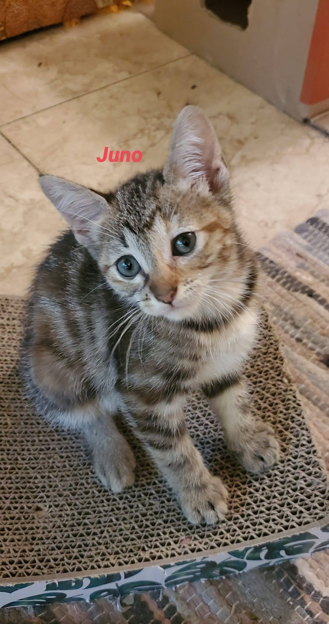 Adoptable Cats - NWA Community Cat Project