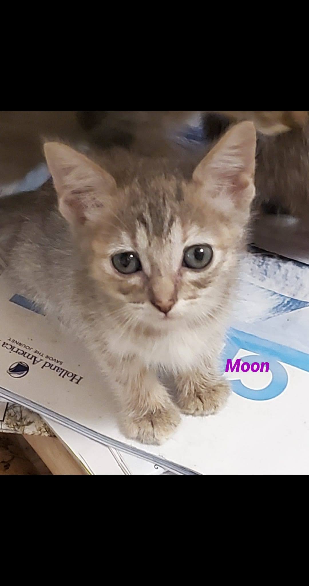 Adoptable Cats - NWA Community Cat Project