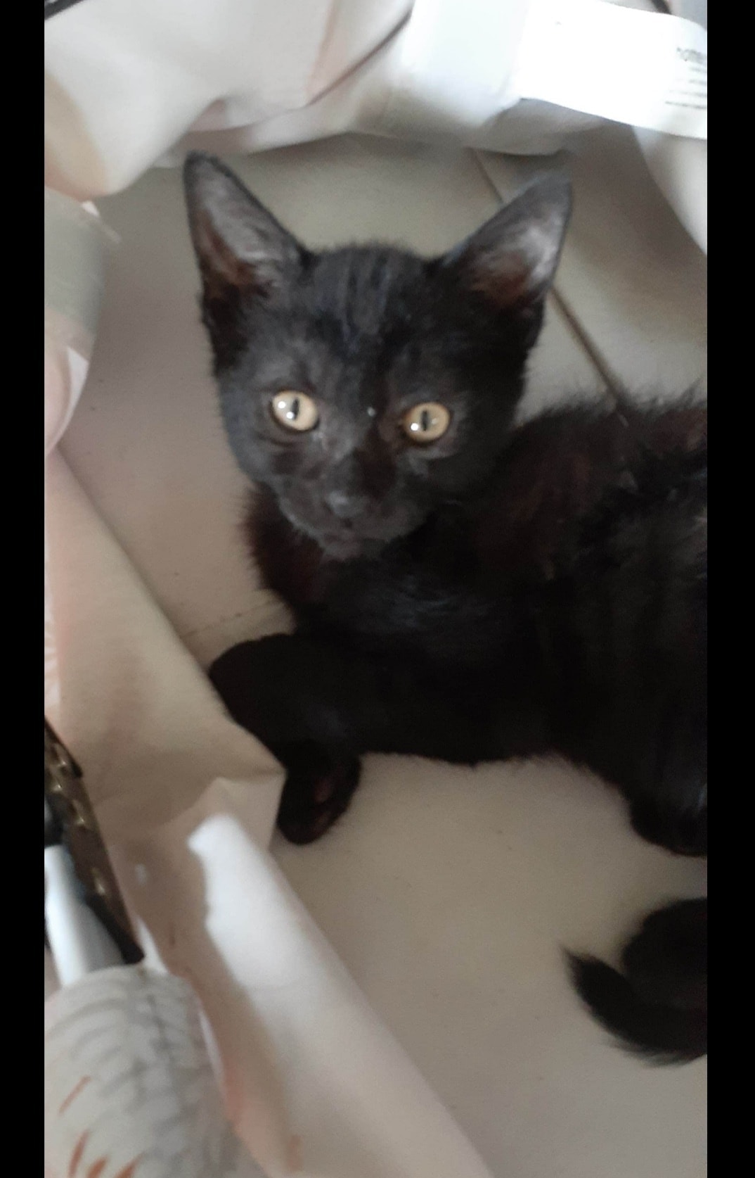 Adoptable Cats - NWA Community Cat Project