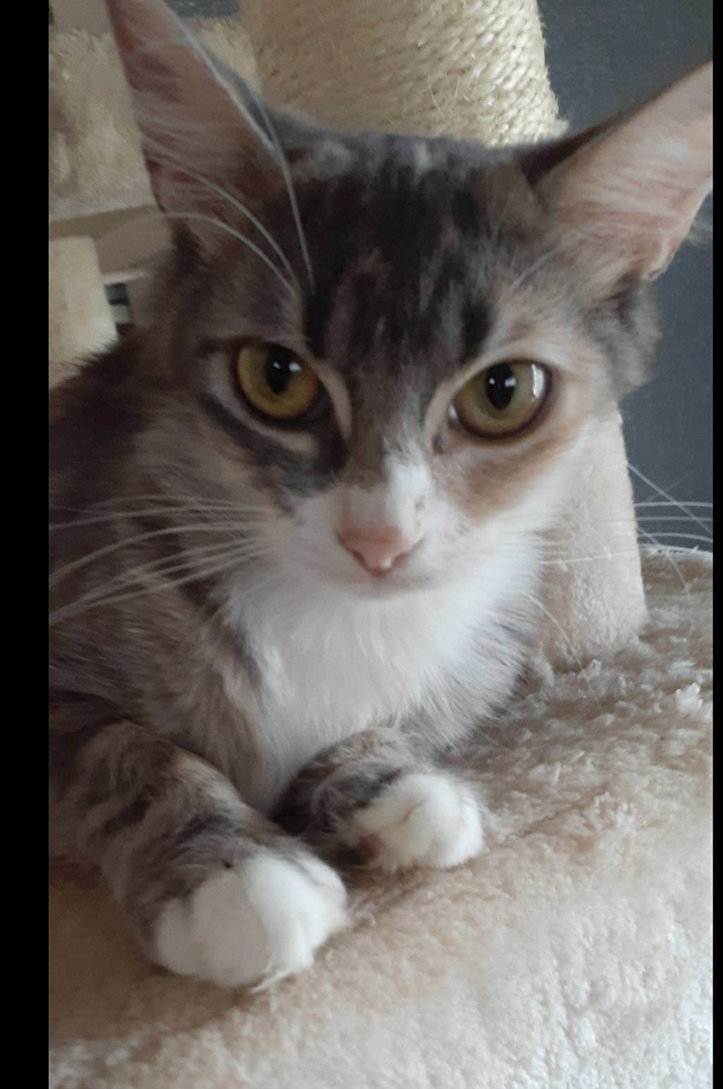 Adoptable Cats - NWA Community Cat Project