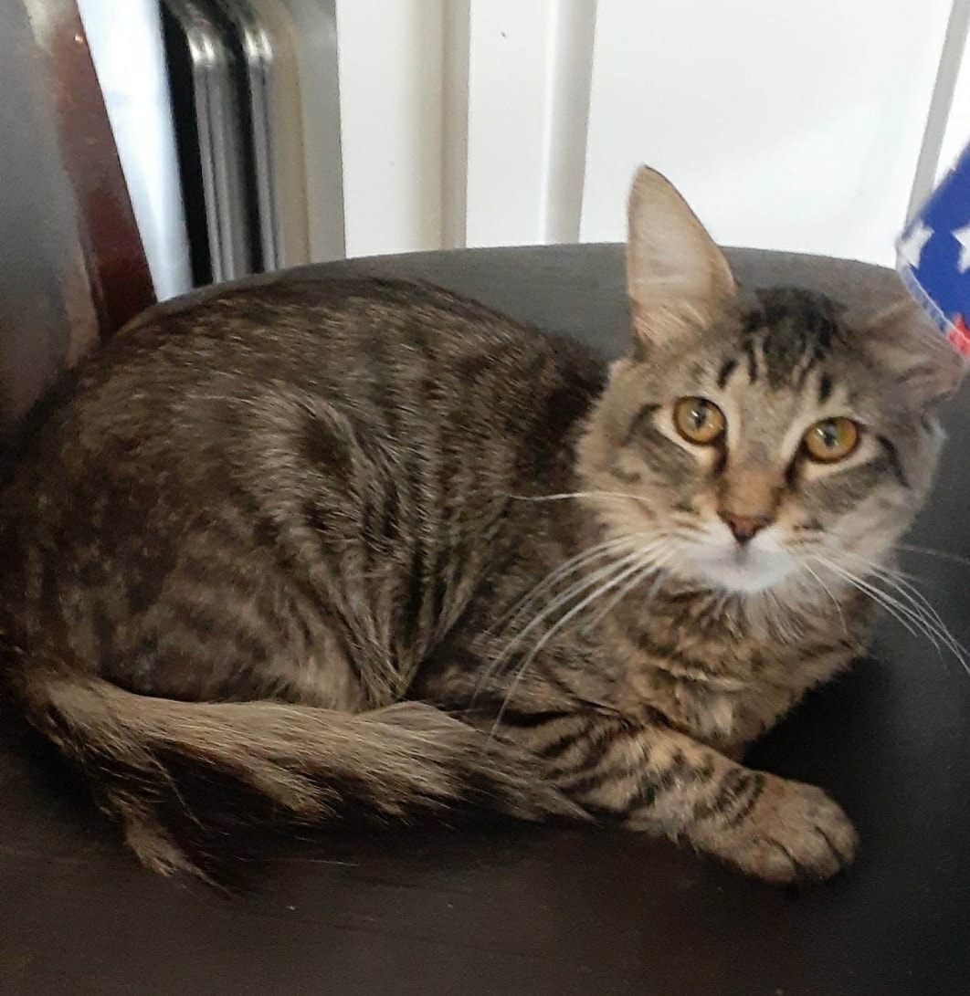 Adoptable Cats - NWA Community Cat Project