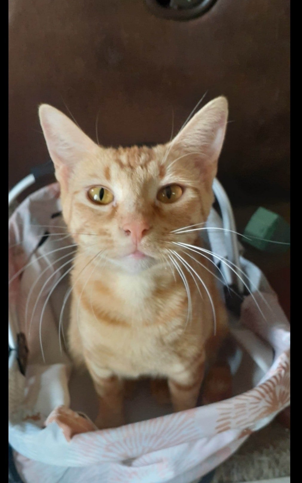 Adoptable Cats - NWA Community Cat Project