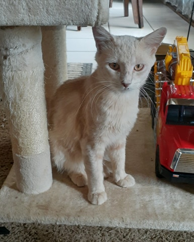 Adoptable Cats - NWA Community Cat Project