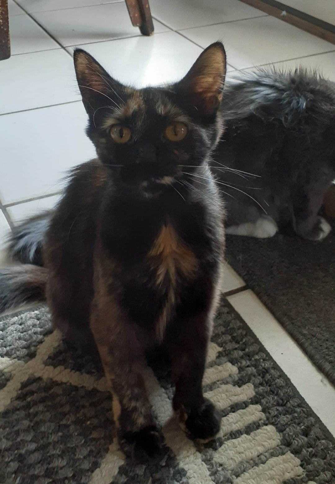 Adoptable Cats - NWA Community Cat Project